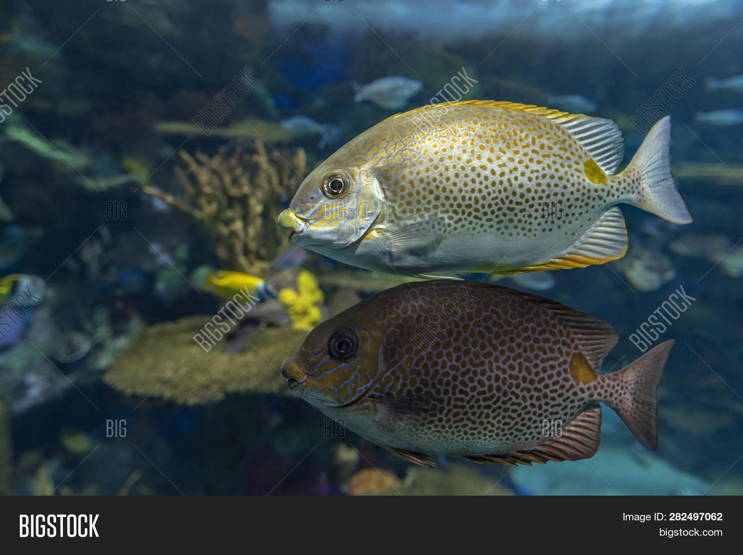 Yellow Spot Rabbitfish Siganus Guttatus - Tropical Sea Fish image ...