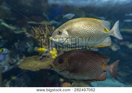 Yellow Spot Rabbitfish Siganus Guttatus - Tropical Sea Fish image ...