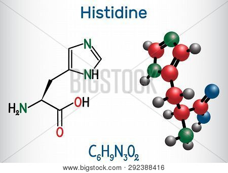 Histidine L- Histidine , His, H Amino Acid Molecule. It Is Used In The ...