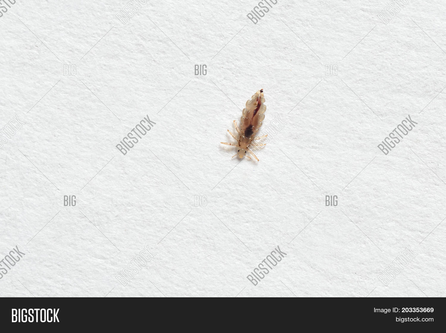 Insect Lice On A White Paper Background image & stock photo. 203353669