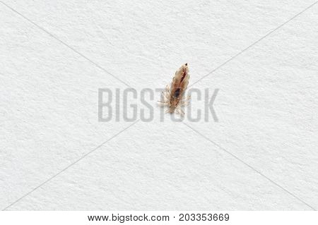 Insect Lice On A White Paper Background image & stock photo. 203353669