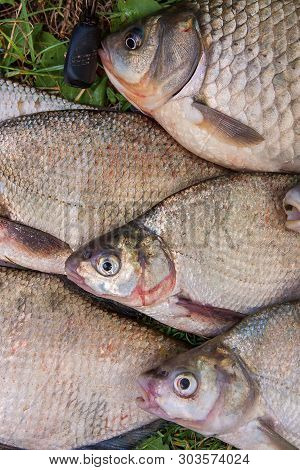 Pile Of The Common Bream Fish, Crucian Fish, Roach Fish, Bleak Fish On ...