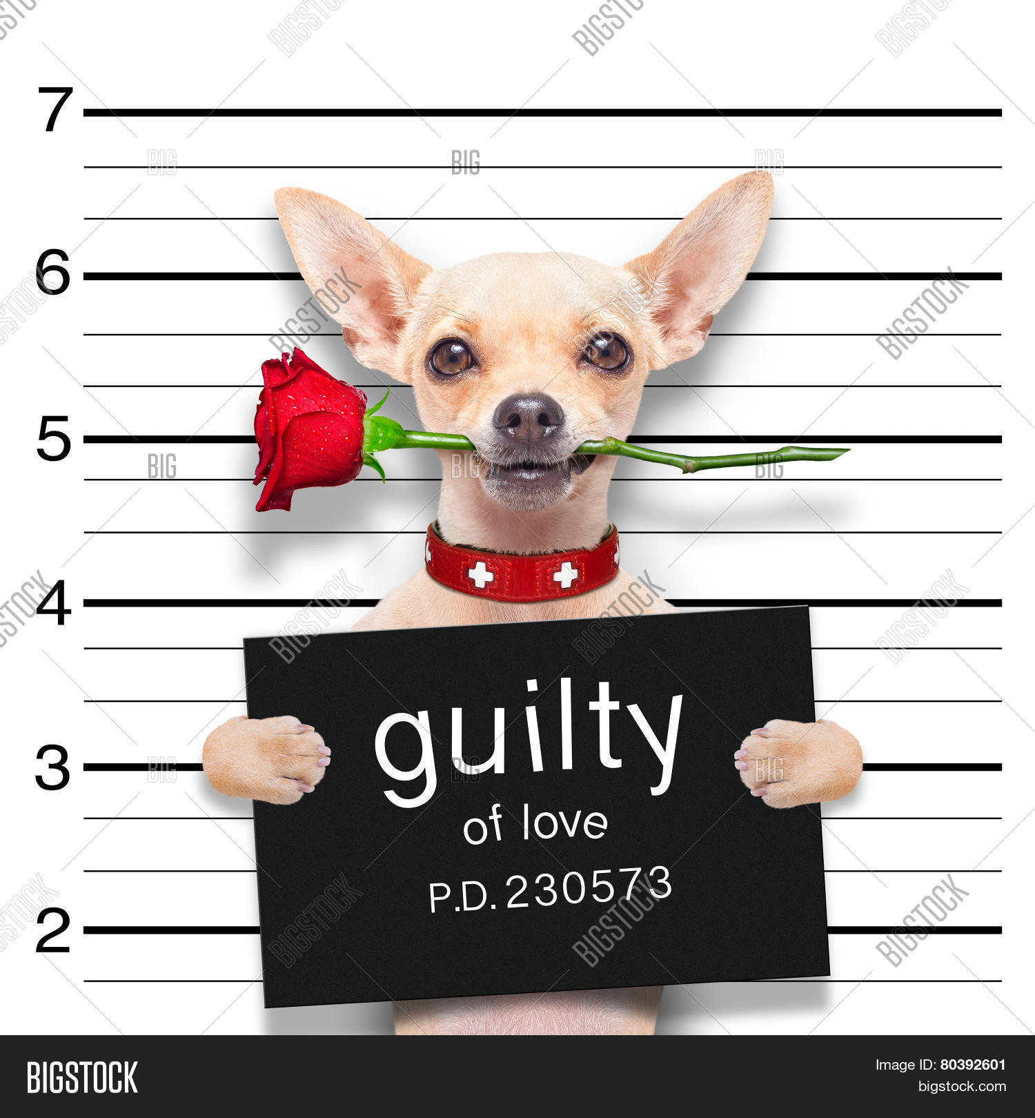 Visual Arts Collage Pug #34 Bad Dog Funny Jail Mugshot Breed Animal Pet ...