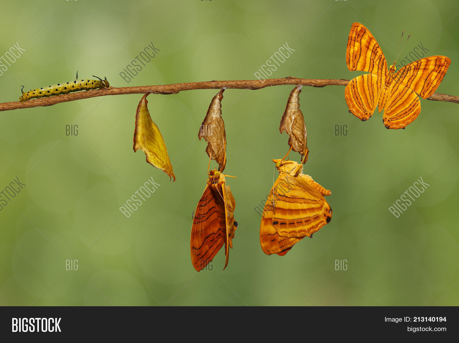 Life Cycle Of Common Maplet (chersonesia Risa ) Butterfly Hanging On ...
