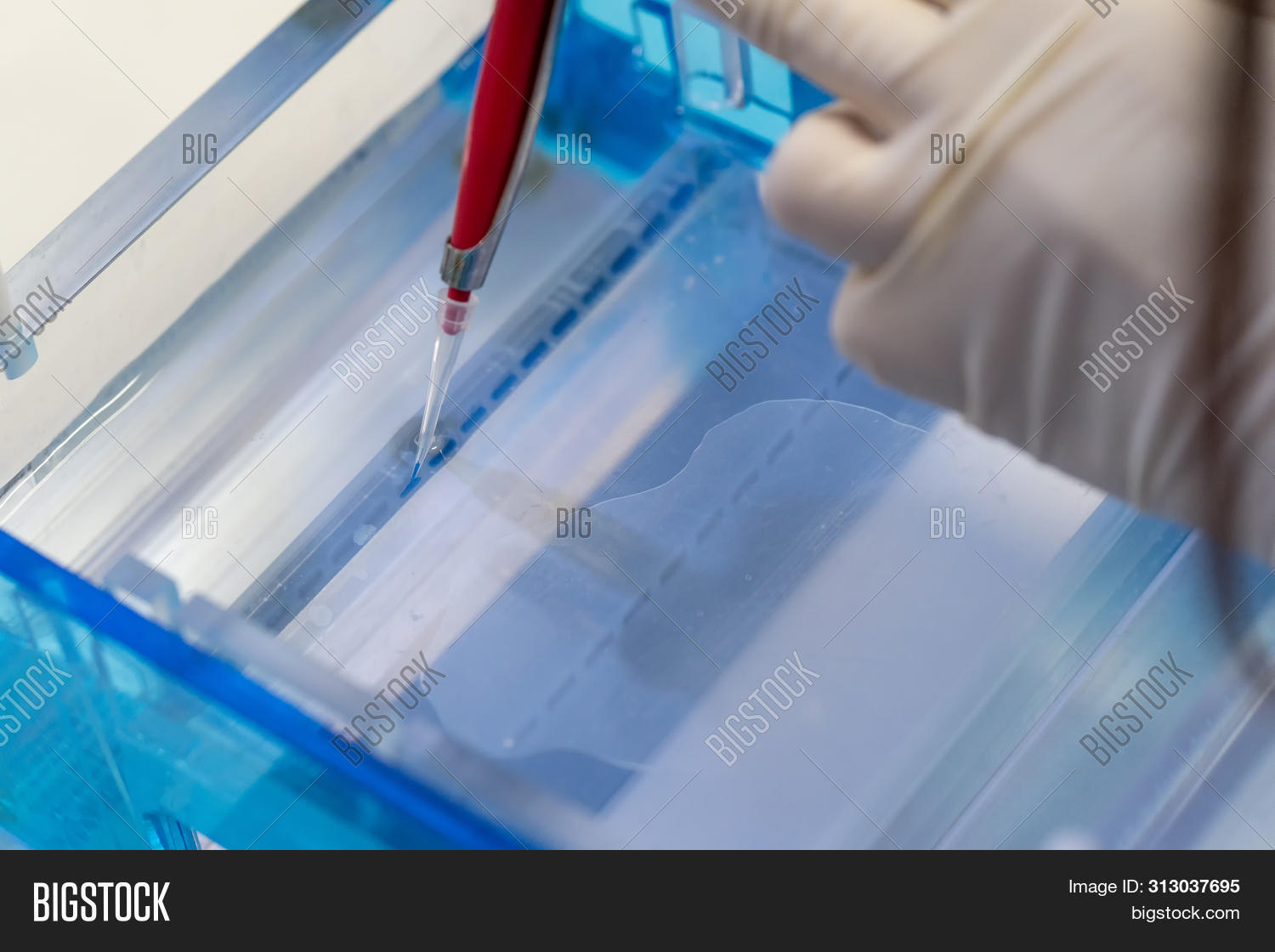 Molecular Technique Gel Electrophoresis For Dna Sample Method Decrypt ...