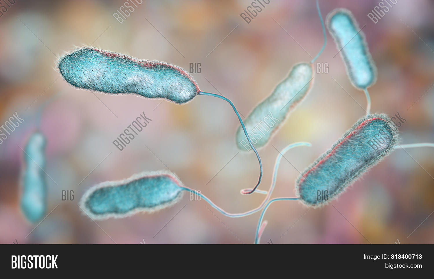 Legionella Pneumophila Bacterium, The Causative Agent Of Legionnaires ...