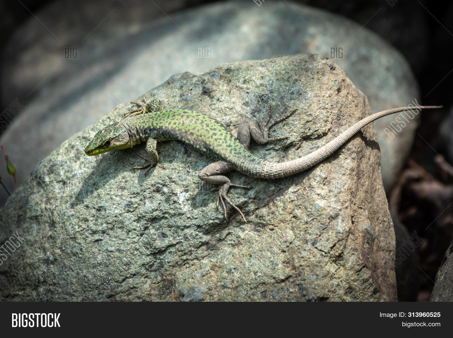 The Lizard Lacerta Viridis Sits On A Stone Under The Sun. Background ...
