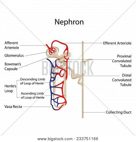 Education Chart Of Biology For Nephron Diagram. Vector Illustration ...