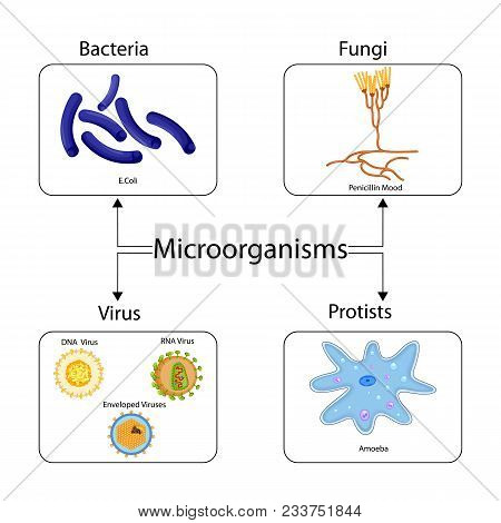 Education Chart Of Biology For Types Of Microorganism Diagram. Vector ...