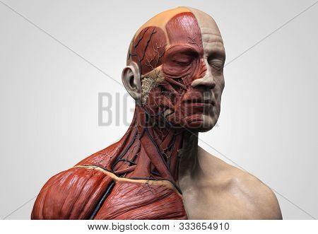 Human Body Anatomy Of The Man - Muscles Structure Anatomy Of A Male ...
