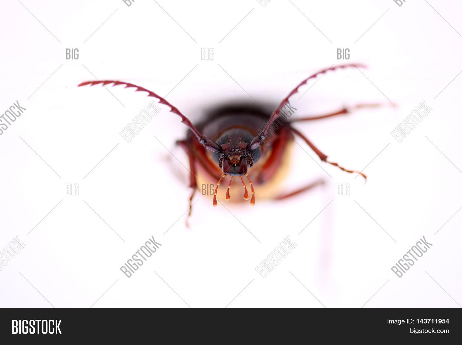 The California prionus beetle aka Prionus californicus, or the prionus ...
