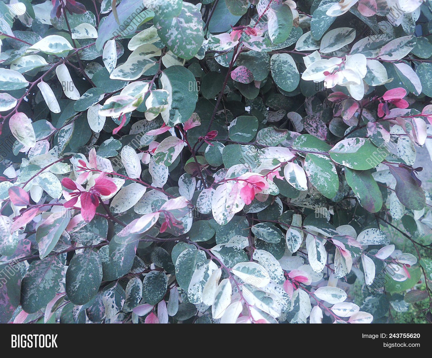 Foliage Background, Shrub With Colored Leaves, Variegated Three-color ...