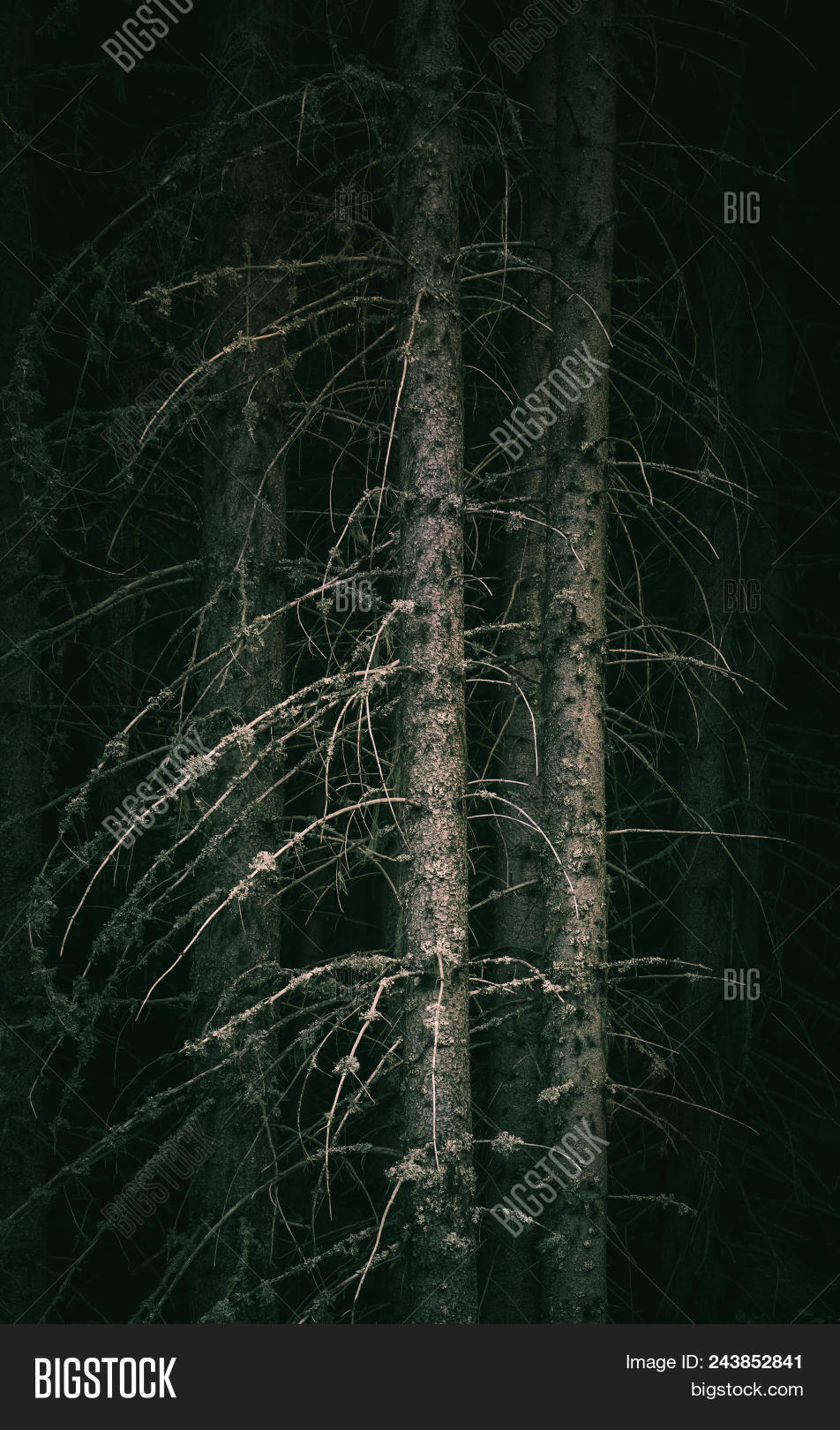Pine Dark Night Creepy Forest Boondocks. Photo Depicting Dark Misty ...
