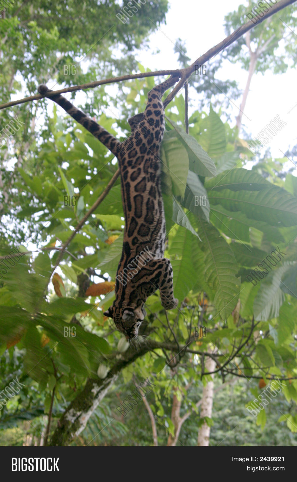 A Margay Hanging From A Cacao Tree, Panama image & stock photo. 2439921