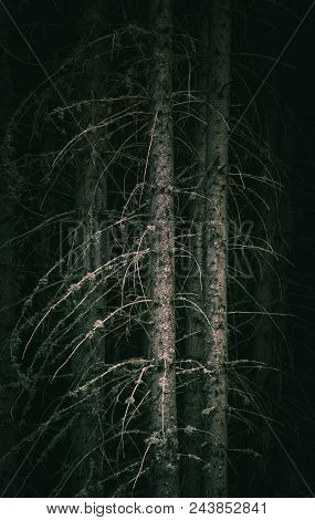 Pine Dark Night Creepy Forest Boondocks. Photo Depicting Dark Misty ...