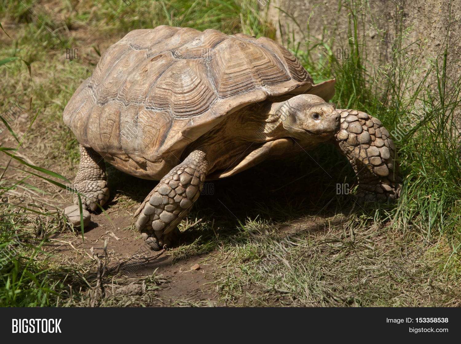 African spurred tortoise (Centrochelys sulcata), also known as the ...