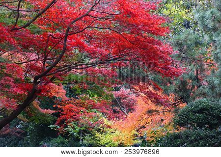 Autumn Leaves In Japan - Red Momiji Leaves (maple Tree) In Tokyo ...