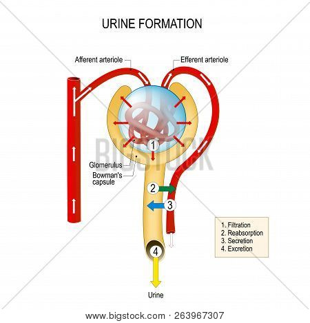 Urine Formation (filtration, Reabsorption, Secretion, Excretion ...