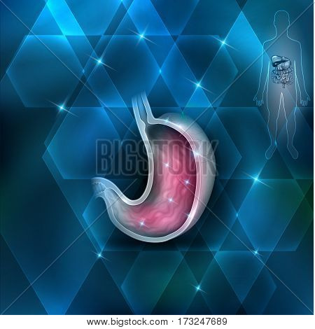Stomach Cross Section Anatomy Colorful Drawing On An Abstract Blue ...