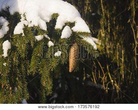 Cone on fir tree branch with snow in winter close-up selective focus ...