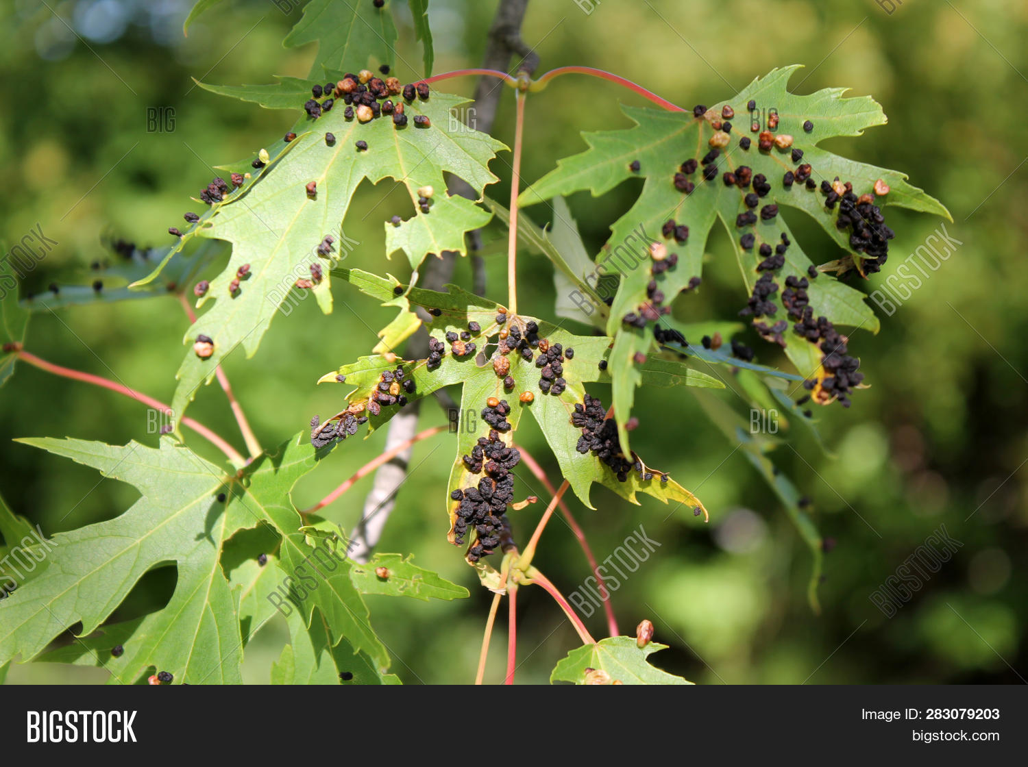 Black Galls Caused By Maple Bladder-gall Mite Or Vasates Quadripedes On ...