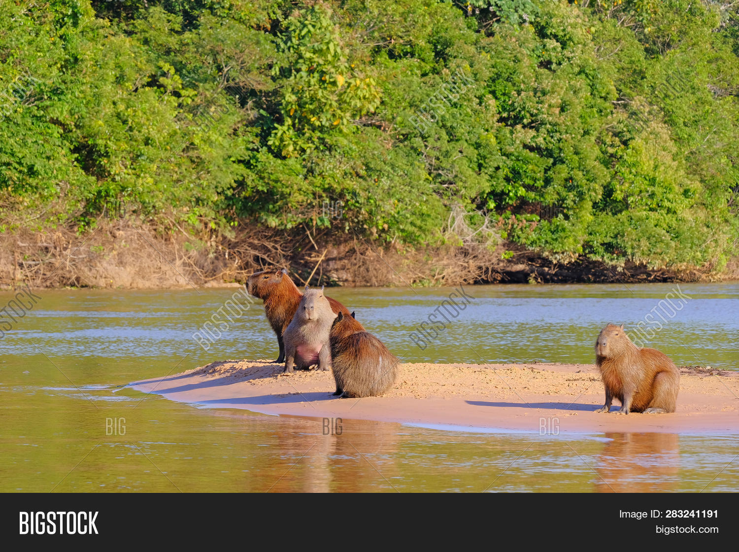 Capybara Family, Hydrochoerus Hydrochaeris, Also Called Chiguire ...