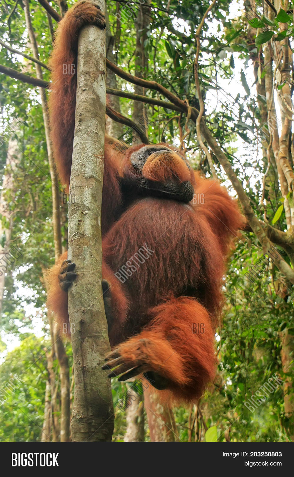 Male Sumatran Orangutan (pongo Abelii) Hanging In Trees In Gunung ...