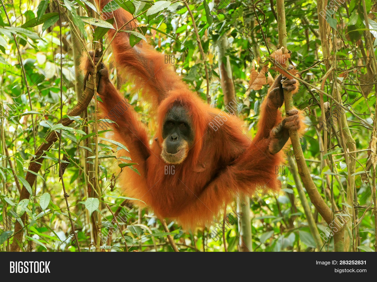 Female Sumatran Orangutan (pongo Abelii) Hanging In The Trees, Gunung ...