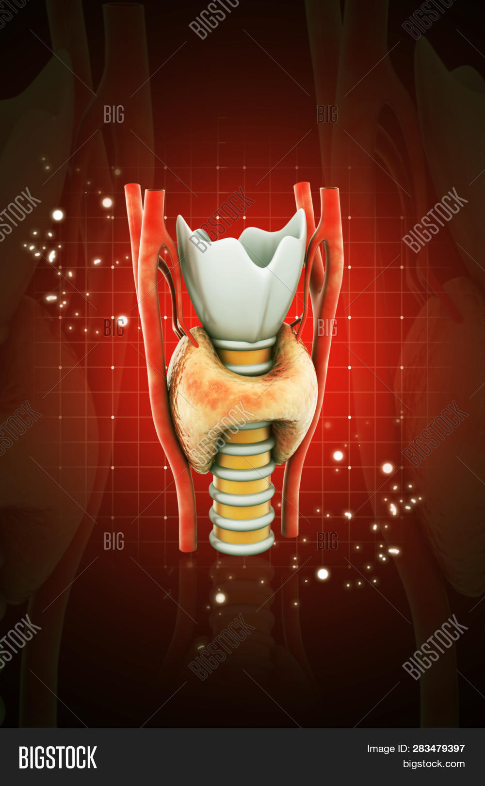 3d Rendered Endocrine Parathyroid Gland On A Color Background image ...