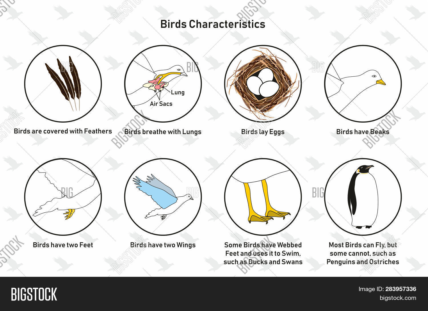 Bird Characteristics infographic diagram including feathers lungs lay ...