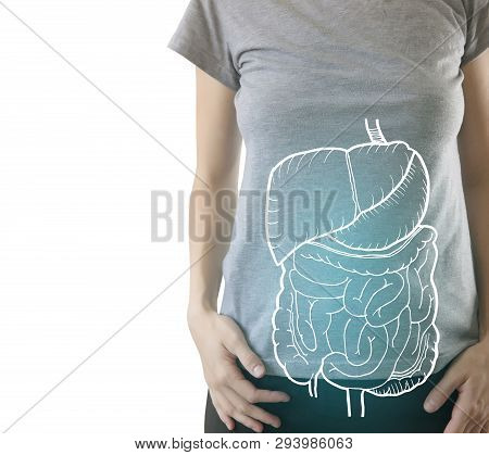 Highlighted Blue Internal Organs Of Healthy Human Organsim / Protection ...