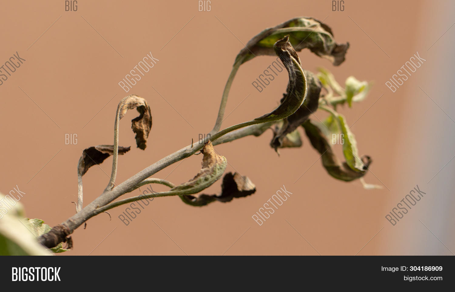 Fire Blight, Fireblight , Apple Disease Caused By Bacteria Erwinia ...