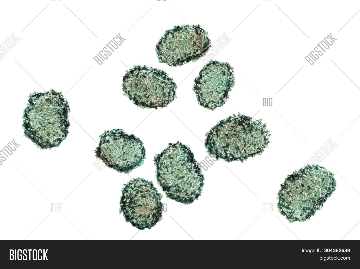 Spores Of Stachybotrys Chartarum Mould, A Toxic Mould, A Common Fungi ...