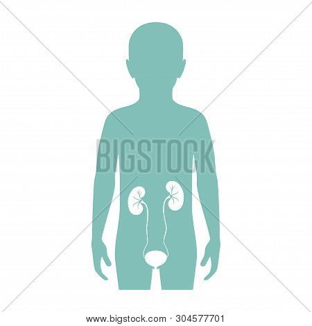 Vector Isolated Illustration Of Kidney Anatomy In Boy Body. Human ...