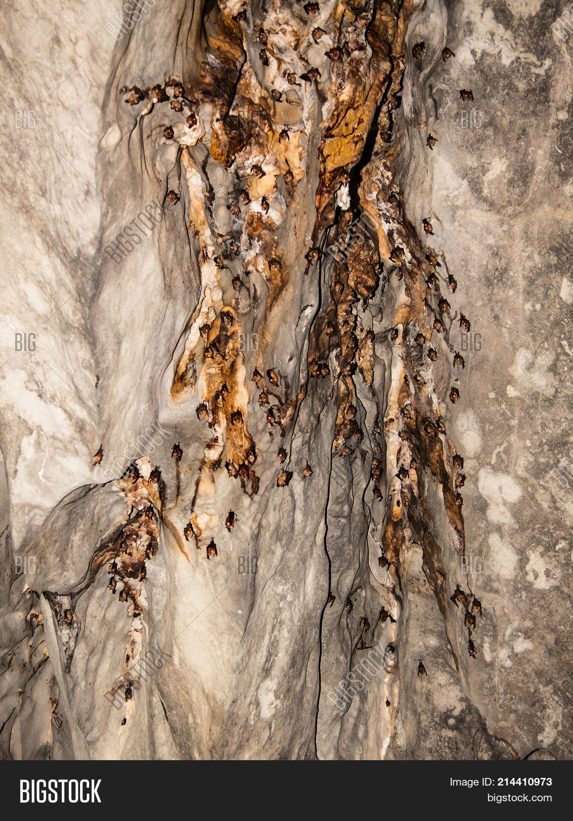 Bets at cave of Puerto Princesa subterranean underground river, Palawan ...