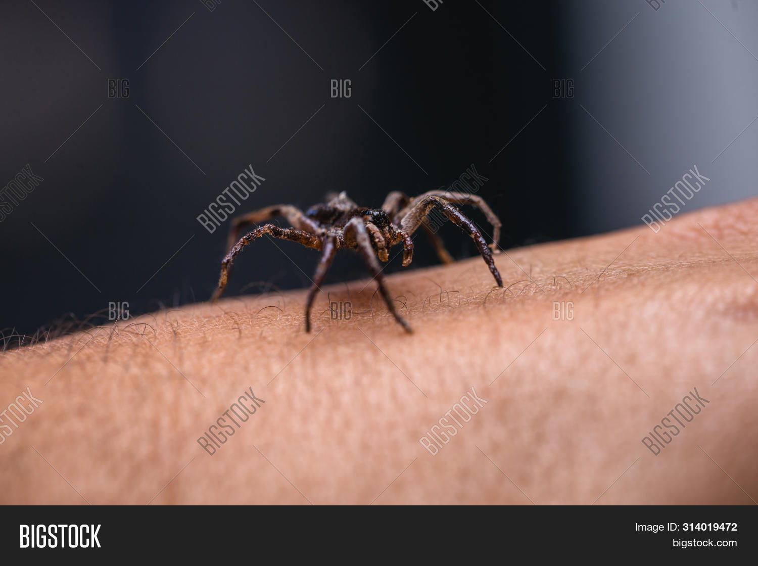 Loxosceles Is A Genus Of Poisonous Arachnids In The Sicariidae Family ...