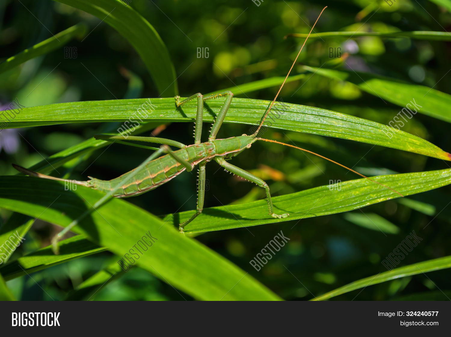 Green Stick Insect Or Green Phylliidae. The Green Phasmatodea Sits On ...