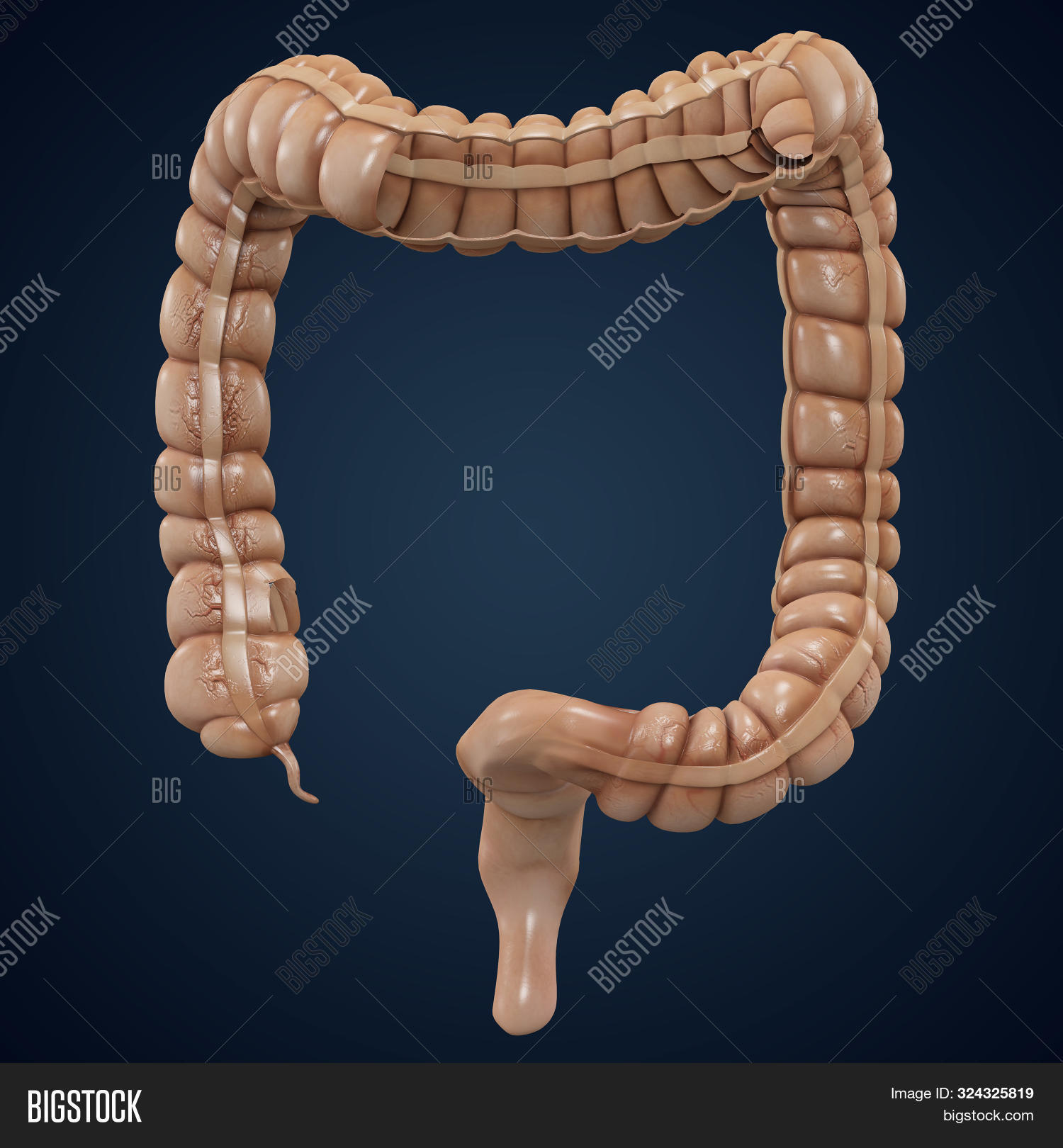 Large Intestine Anatomy Cutaway Colon Layout. 3d Rendering image ...