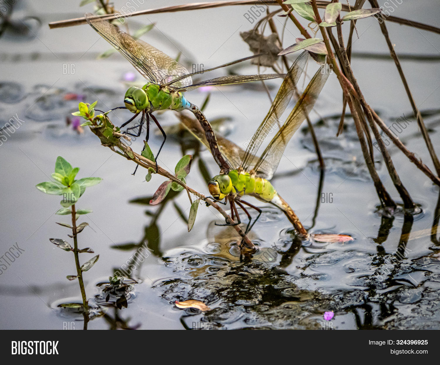 A Pair Of Lesser Emperor Dragonflies, Anax Parthenope, Mate And Lay ...