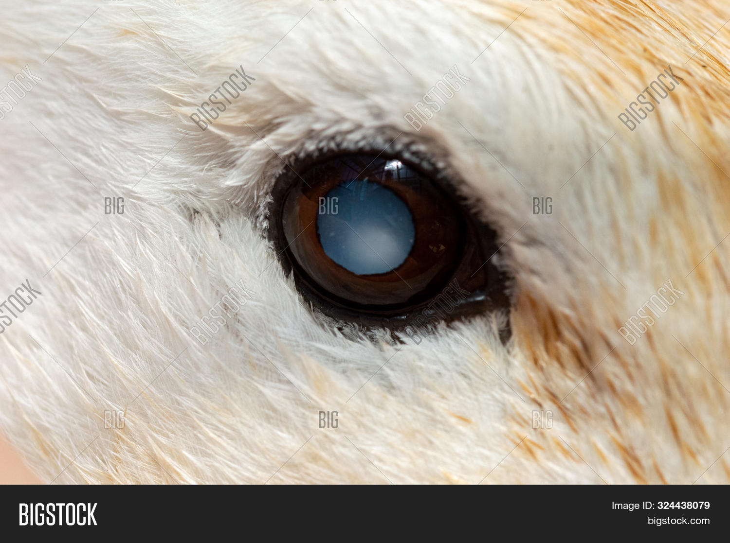 Cataract In Domestic Breed Duck. Macro Of Eye Causing Blindness In Pet ...