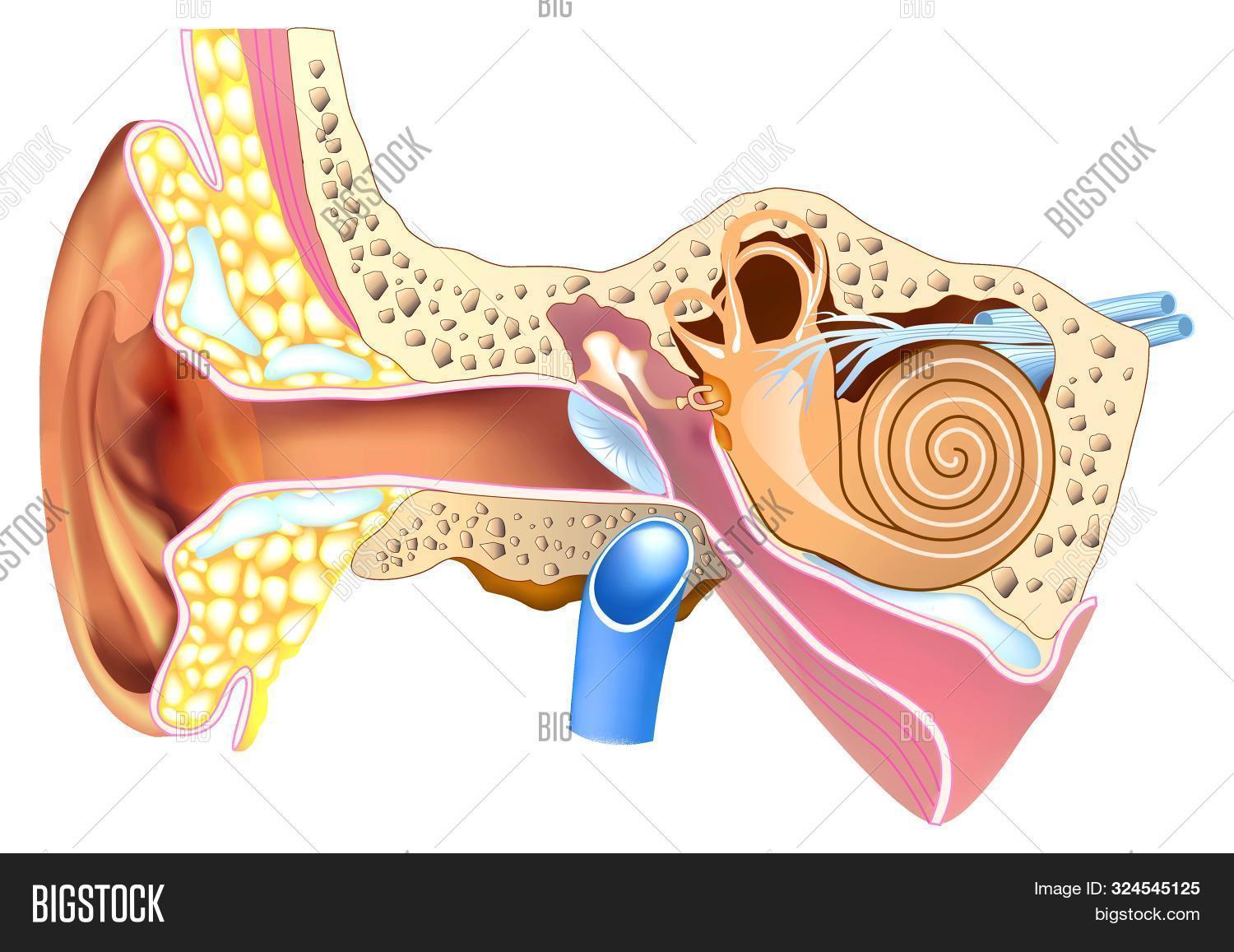 Anatomy Of The Internal Ear. Illustration Transparent Background Png ...