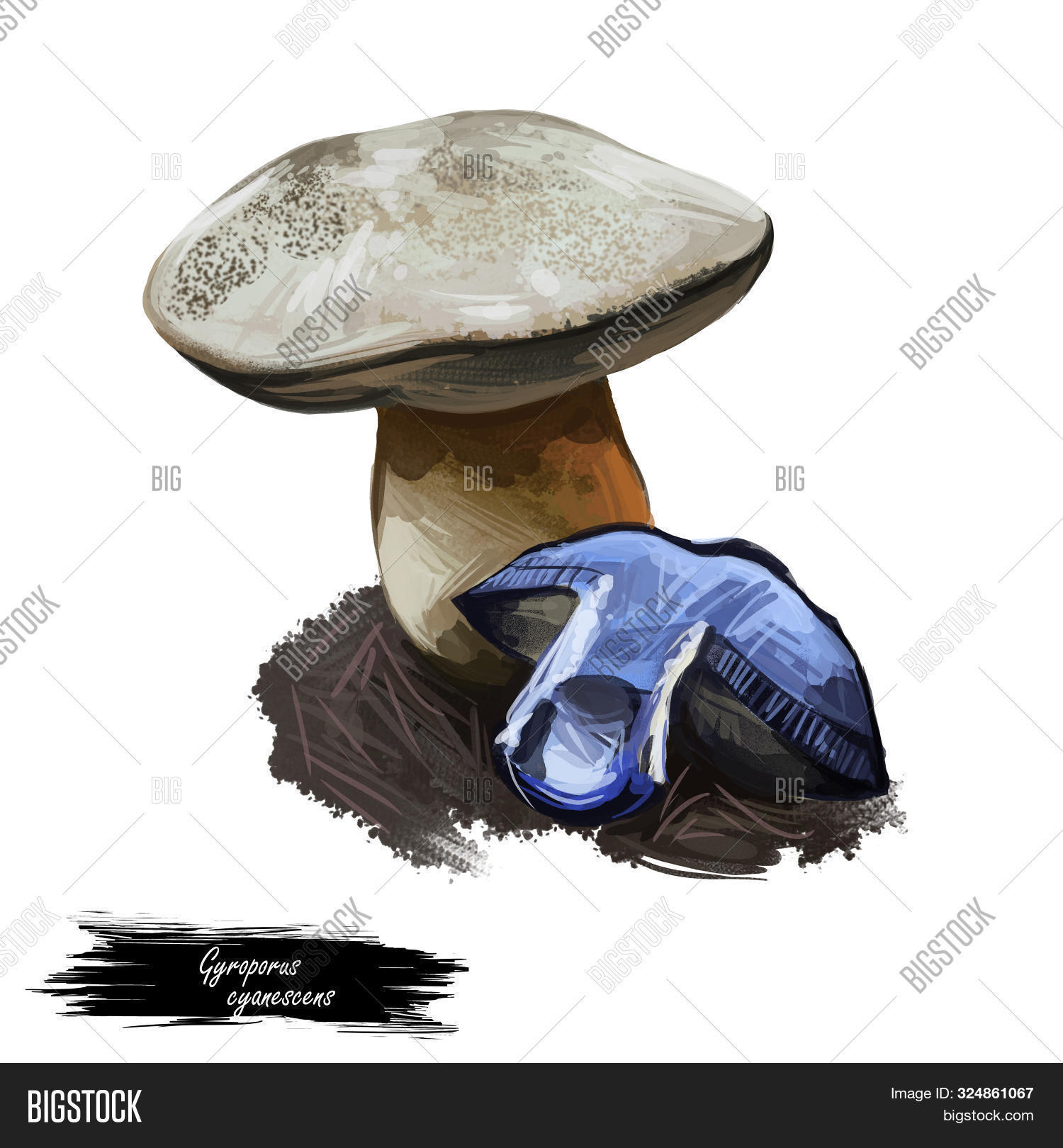 Gyroporus Cyanescens Bluing Or Cornflower Bolete, Species Of Bolete ...