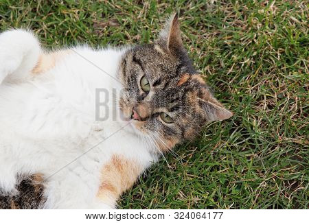 Playing With Best Friend Colored Kitten At The Garden. Paws Versus ...