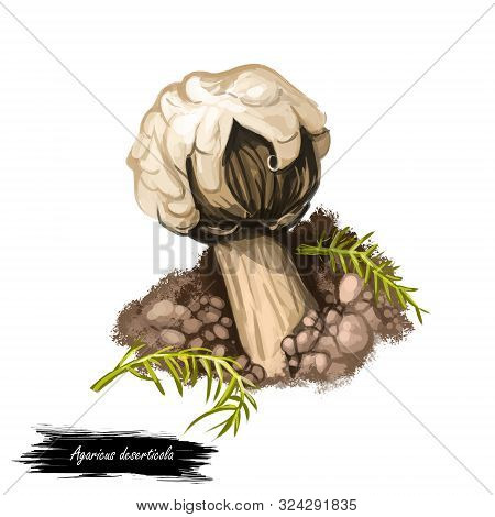 Agaricus Deserticola Gasteroid Agaricus, Species Of Fungus In Family ...