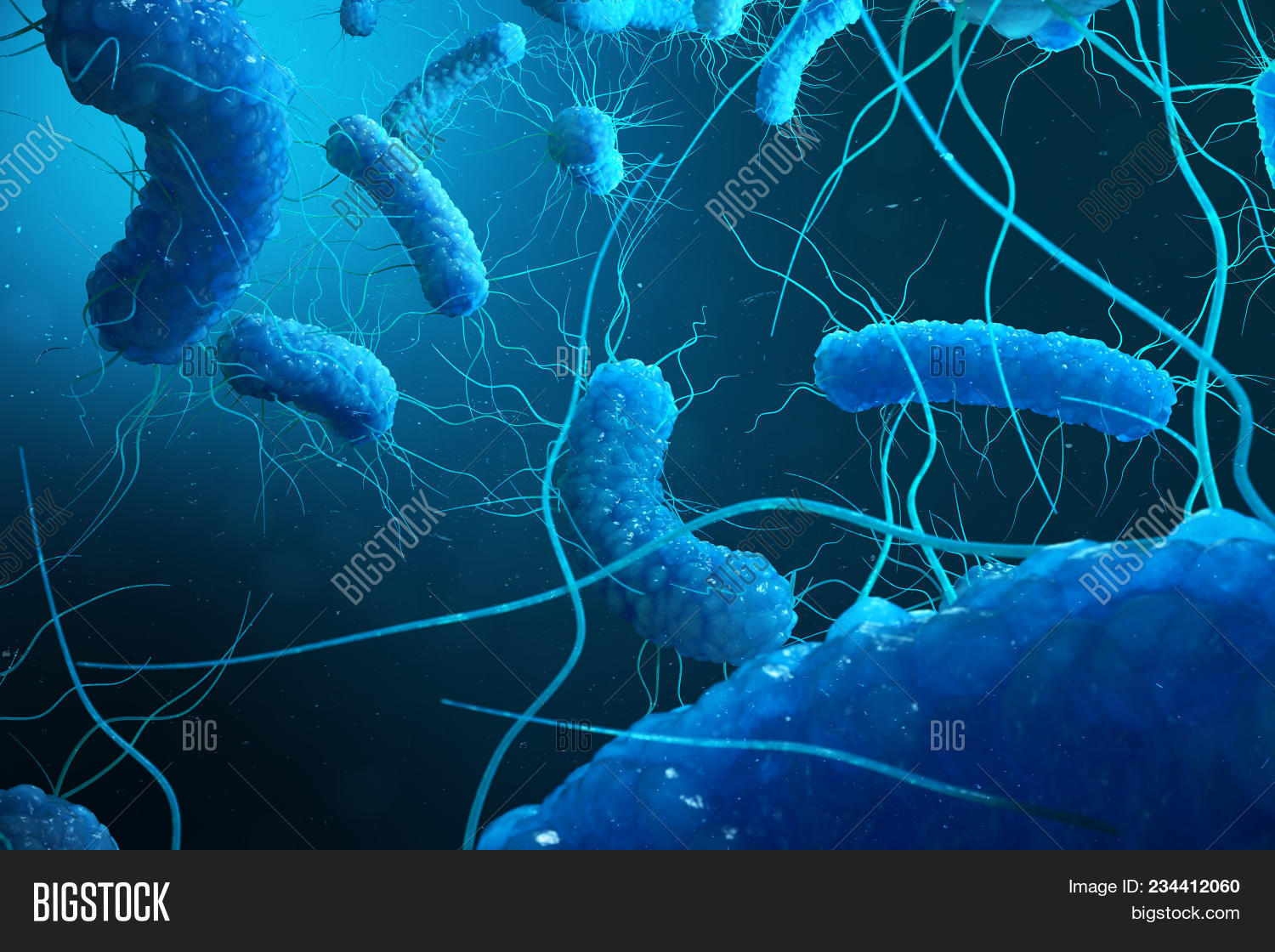 Enterobacterias Gram Negativas Proteobacteria, Bacteria Such As ...