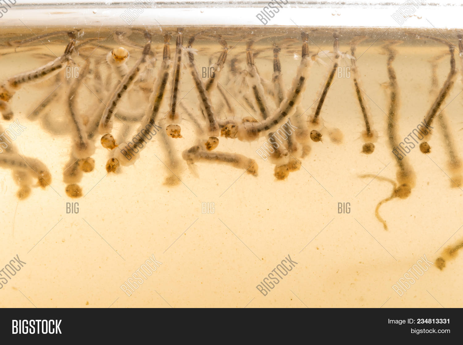 Gnats; Mosquitoes; Larvae,mosquito Larvae In Dirty Water image & stock ...