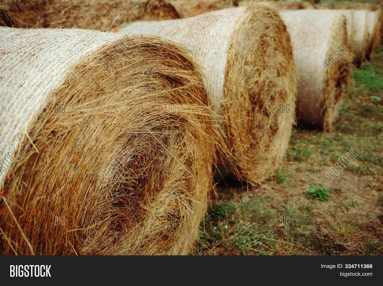 Dry Yellow Hay Rolled Up In Bales. Harvesting Animal Feed On The Farm ...