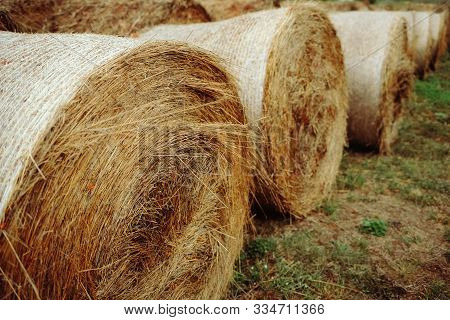 Dry Yellow Hay Rolled Up In Bales. Harvesting Animal Feed On The Farm ...