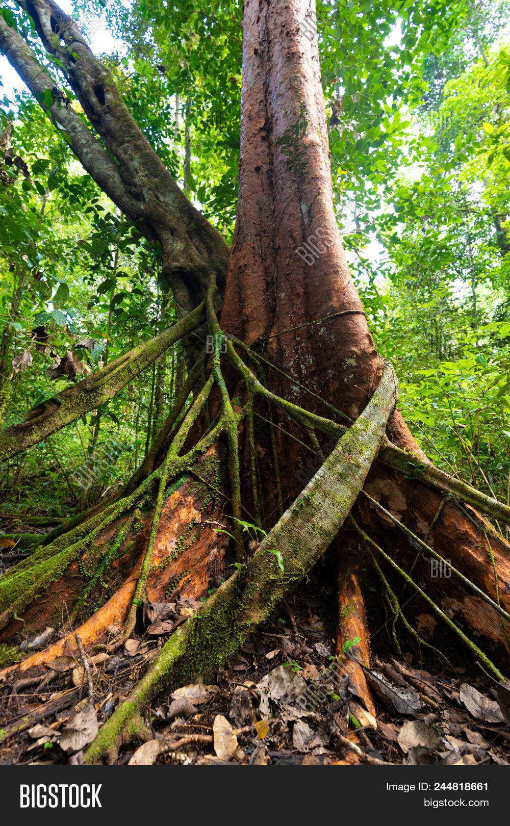 Fig tree strangling another tree in Aru island jungle, Papua, Indonesia ...