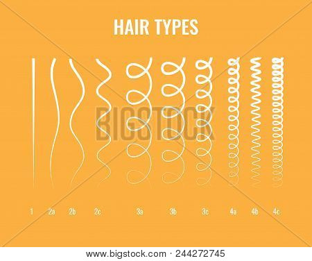 Vector Illustration Of A Hair Types Chart Displaying All Types And ...